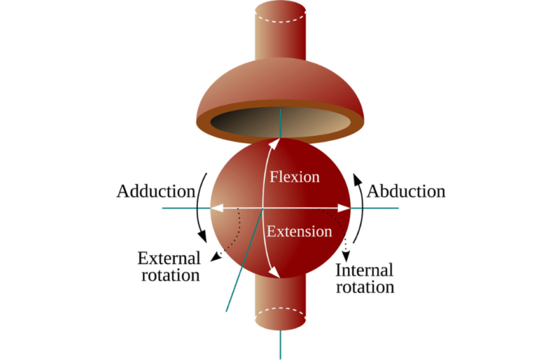 Ball and Socket Joint